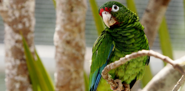La cotorra puertorriqueña contará con una nueva área para su ...